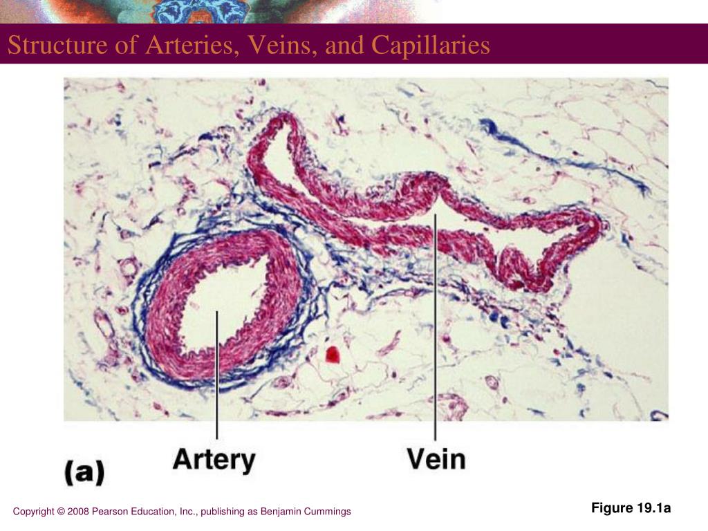 Ppt Histologi Kardiovaskuler Powerpoint Presentation Free Download