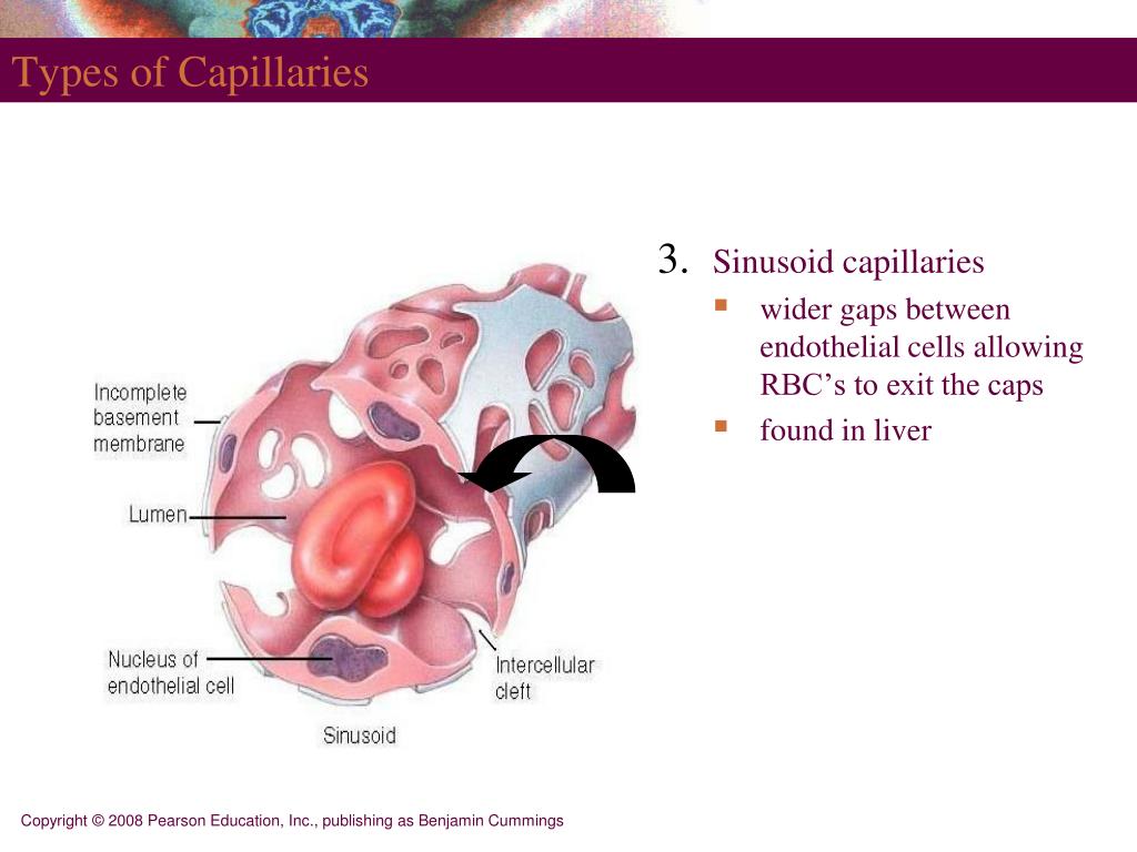 Ppt Histologi Kardiovaskuler Powerpoint Presentation Free Download