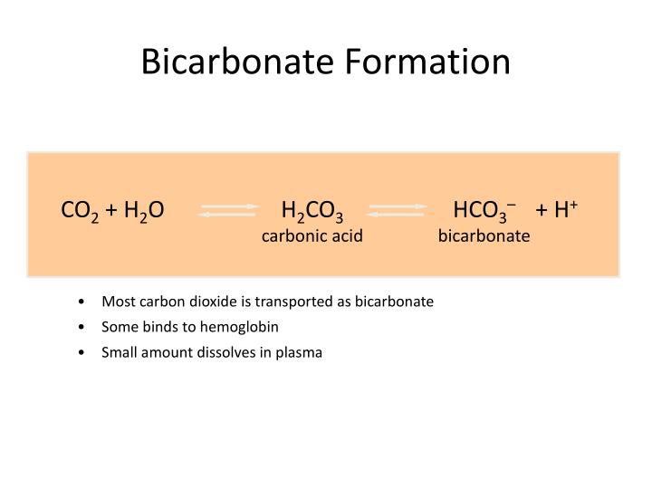 PPT - Circulation and Respiration PowerPoint Presentation - ID:2258896