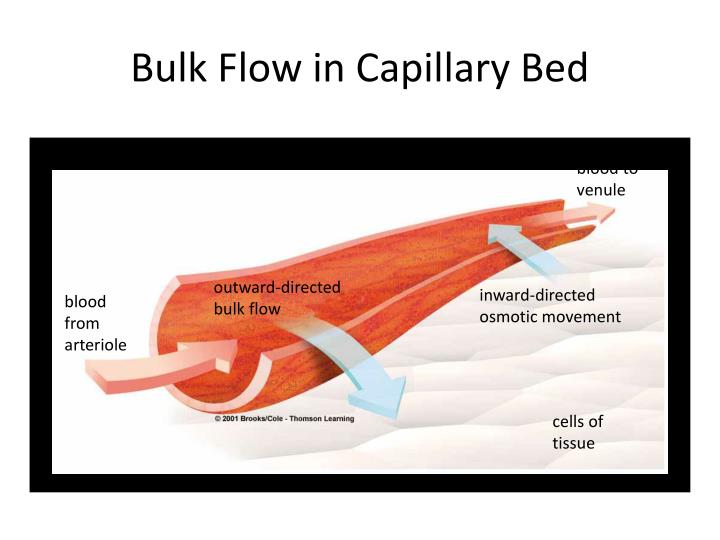 PPT - Circulation and Respiration PowerPoint Presentation - ID:2258896