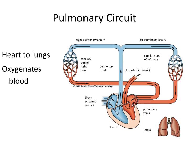 PPT - Circulation and Respiration PowerPoint Presentation - ID:2258896