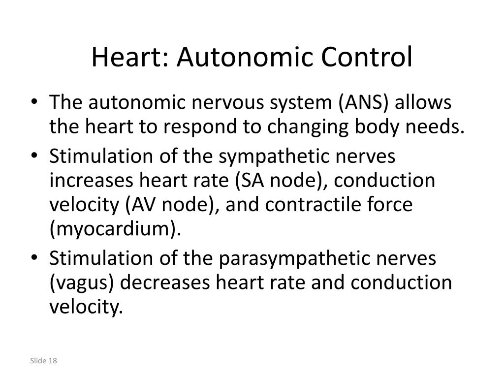 PPT - Chapter 18 Anatomy of the Blood Vessels PowerPoint Presentation ...