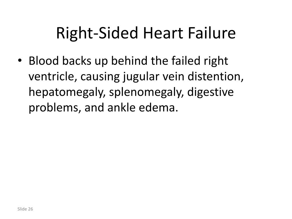 PPT - Chapter 18 Anatomy of the Blood Vessels PowerPoint Presentation ...