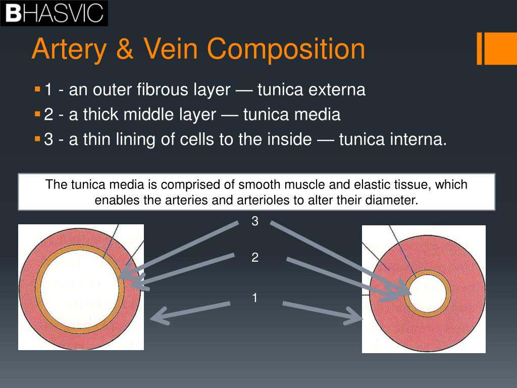 PPT - Vascular shunt Anatomy of the arteries veins and capillaries ...