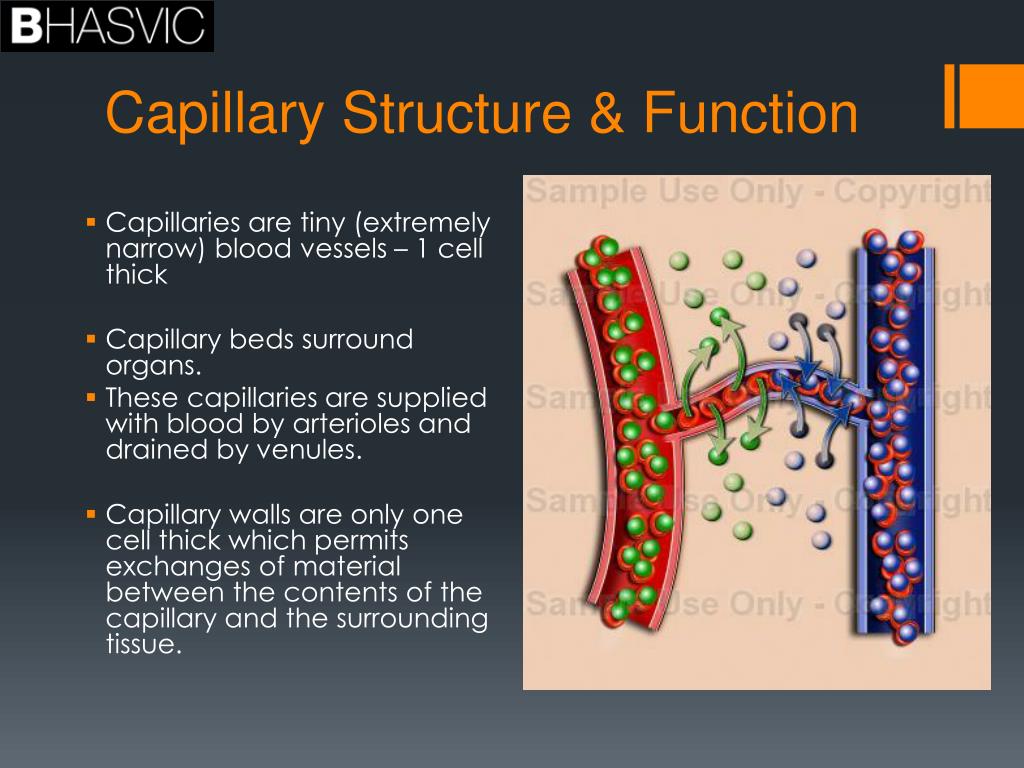 PPT - Vascular shunt Anatomy of the arteries veins and capillaries ...