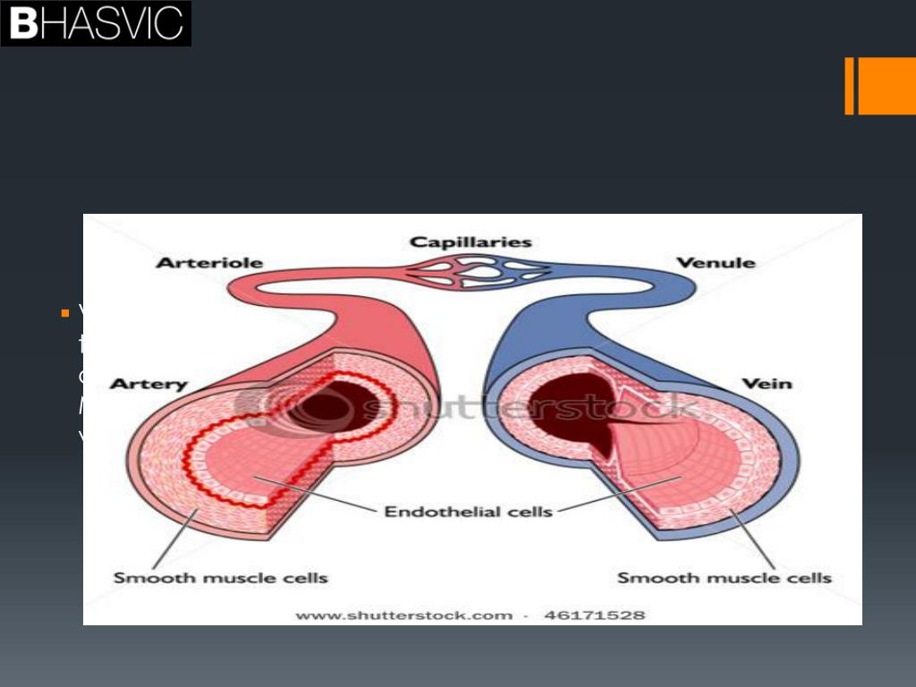 PPT - Vascular shunt Anatomy of the arteries veins and capillaries ...