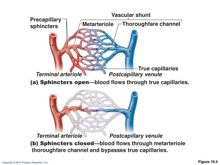 PPT - Figure 19.2 PowerPoint Presentation - ID:2259062