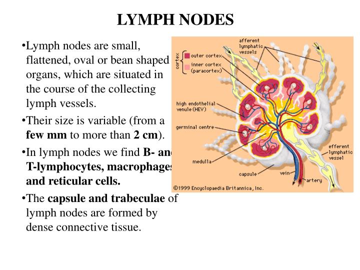 PPT - LYMPHORETICULER SYSTEM PowerPoint Presentation - ID:2259244