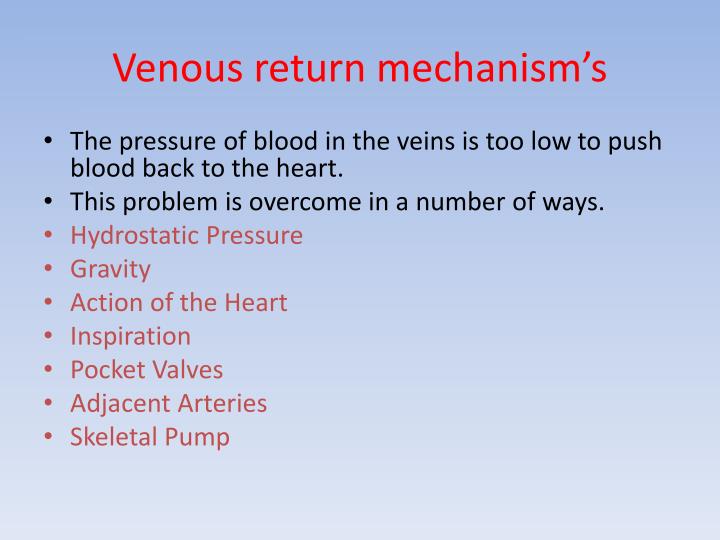 PPT - Cardiovascular System - Vascular System PowerPoint Presentation ...