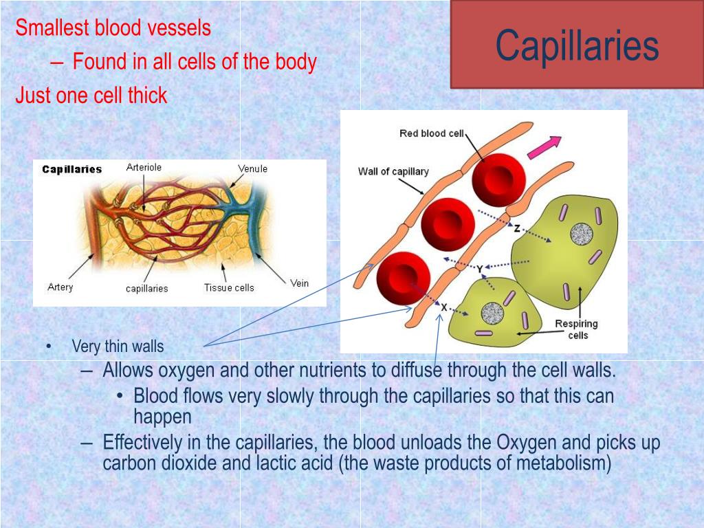 PPT - Blood Vessels and Blood PowerPoint Presentation, free download ...