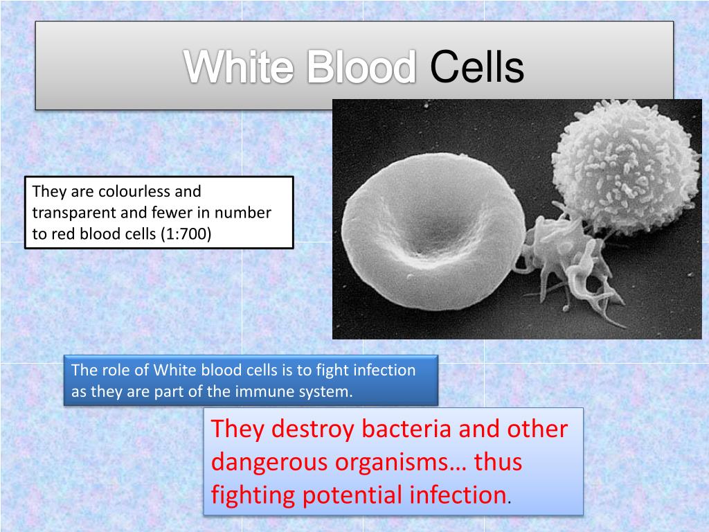 PPT - Blood Vessels and Blood PowerPoint Presentation, free download ...