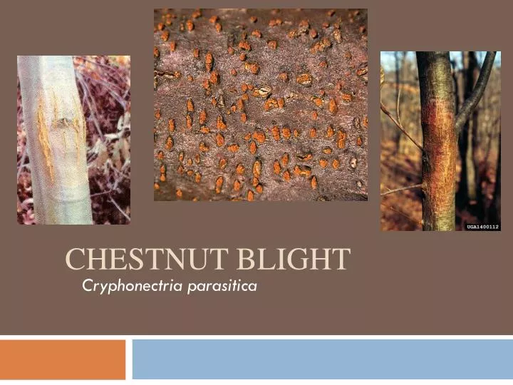 PPT - Chestnut Blight PowerPoint Presentation, free download - ID:2259468