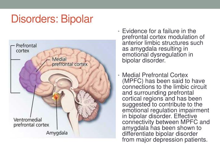 PPT - Prefrontal Cortex PowerPoint Presentation - ID:2259553