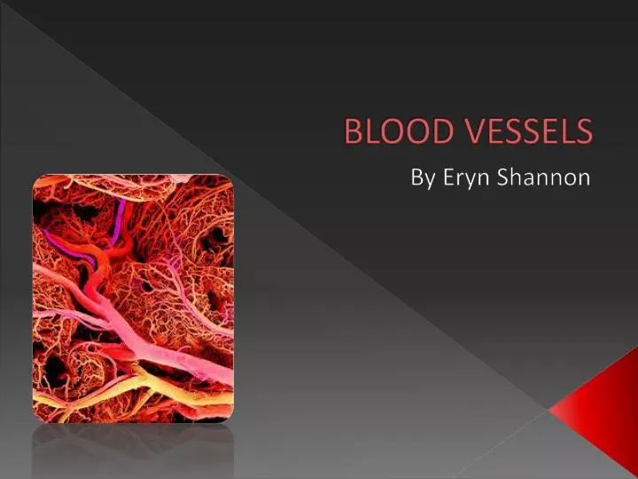 PPT - BLOOD VESSELS PowerPoint Presentation, free download - ID:2259581