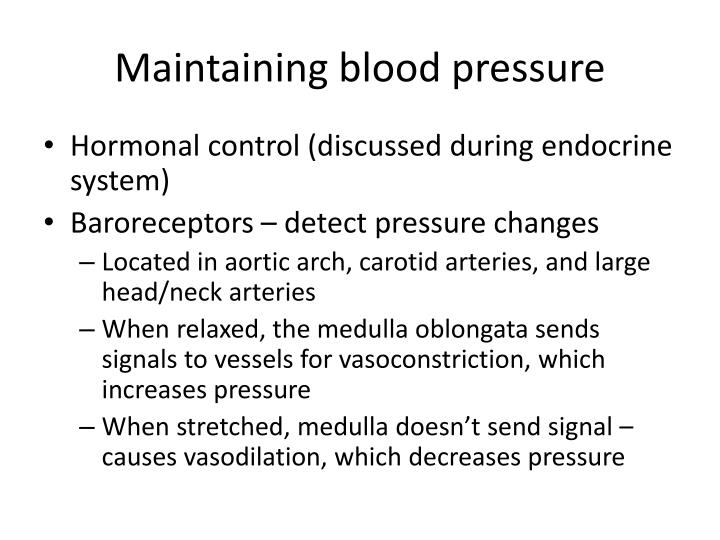 PPT - Chapter 19 – Blood Vessels and Circulation PowerPoint ...