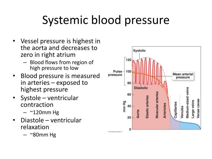 PPT - Chapter 19 – Blood Vessels and Circulation PowerPoint ...