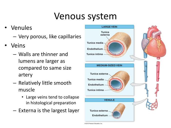 PPT - Chapter 19 – Blood Vessels and Circulation PowerPoint ...