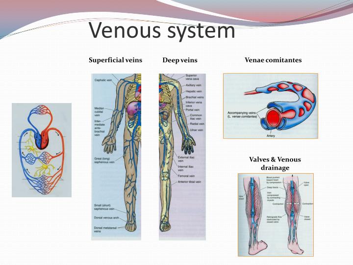 PPT - Cardio Vascular System (Circulatory system) PowerPoint ...