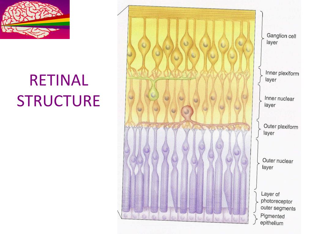 PPT - OCEAN MEDICAL CENTER PowerPoint Presentation, free download - ID ...