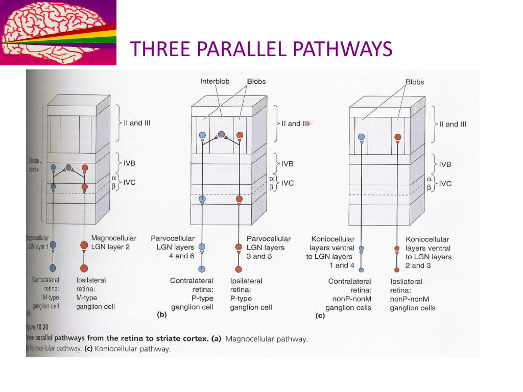 PPT - OCEAN MEDICAL CENTER PowerPoint Presentation, free download - ID ...