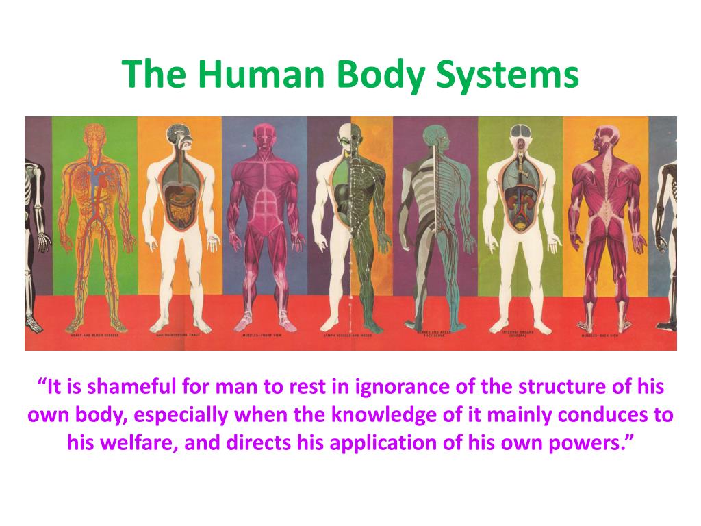 PPT The Human Body Systems PowerPoint Presentation Free Download PPT The Human Body Systems PowerPoint Presentation Free Download