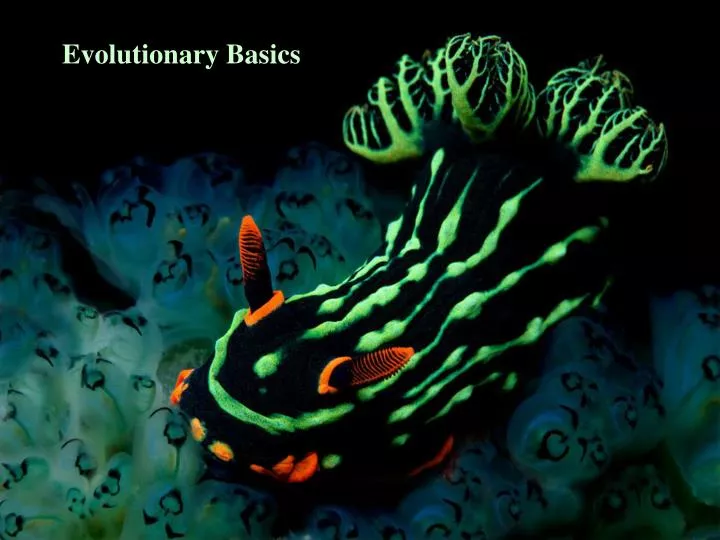 PPT - Evolutionary Basics PowerPoint Presentation, free download - ID ...
