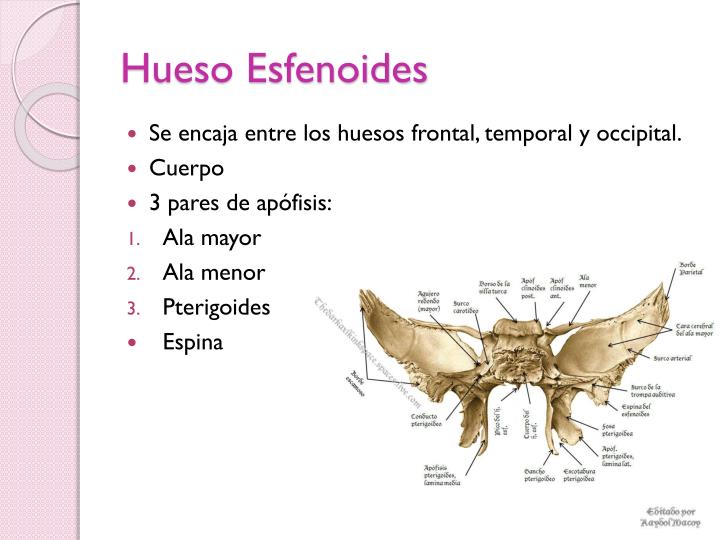 PPT - OSTEOLOGÍA DEL CRANEO PowerPoint Presentation - ID:2261801