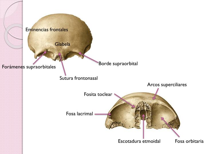 PPT - OSTEOLOGÍA DEL CRANEO PowerPoint Presentation - ID:2261801