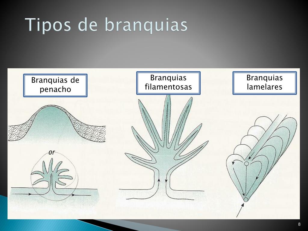 PPT - ANATOMÍA ESTRUCTURA Y FISIOLOGÍA DE LOS SISTEMAS CIRCULATORIO Y ...