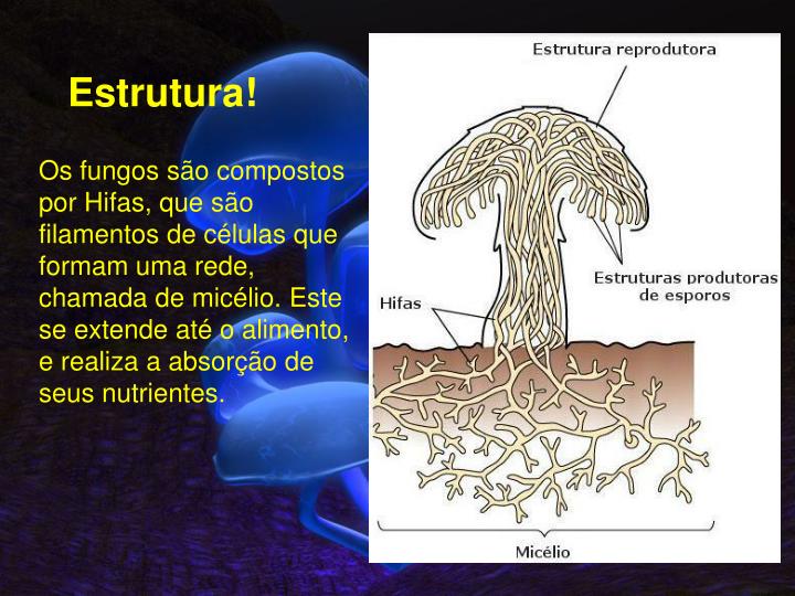 PPT - Característica dos fungos. : PowerPoint Presentation - ID:2263017