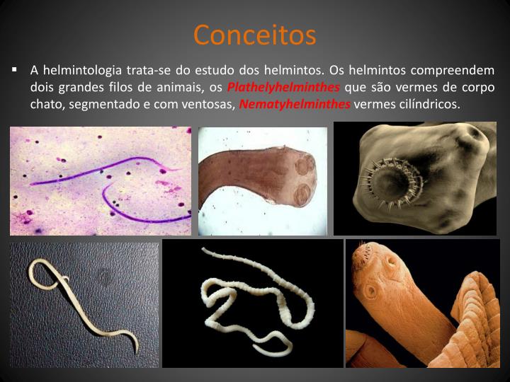 PPT - Helmintos PowerPoint Presentation - ID:2263584