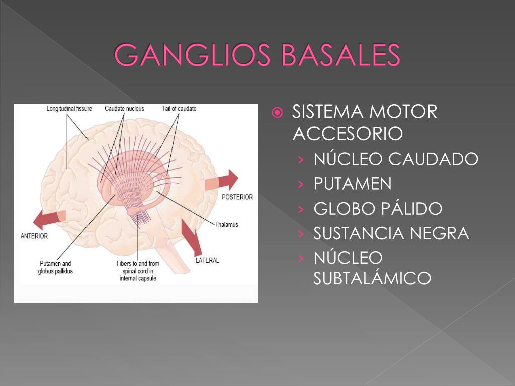 PPT - GANGLIOS BASALES Y CEREBELO PowerPoint Presentation, free ...