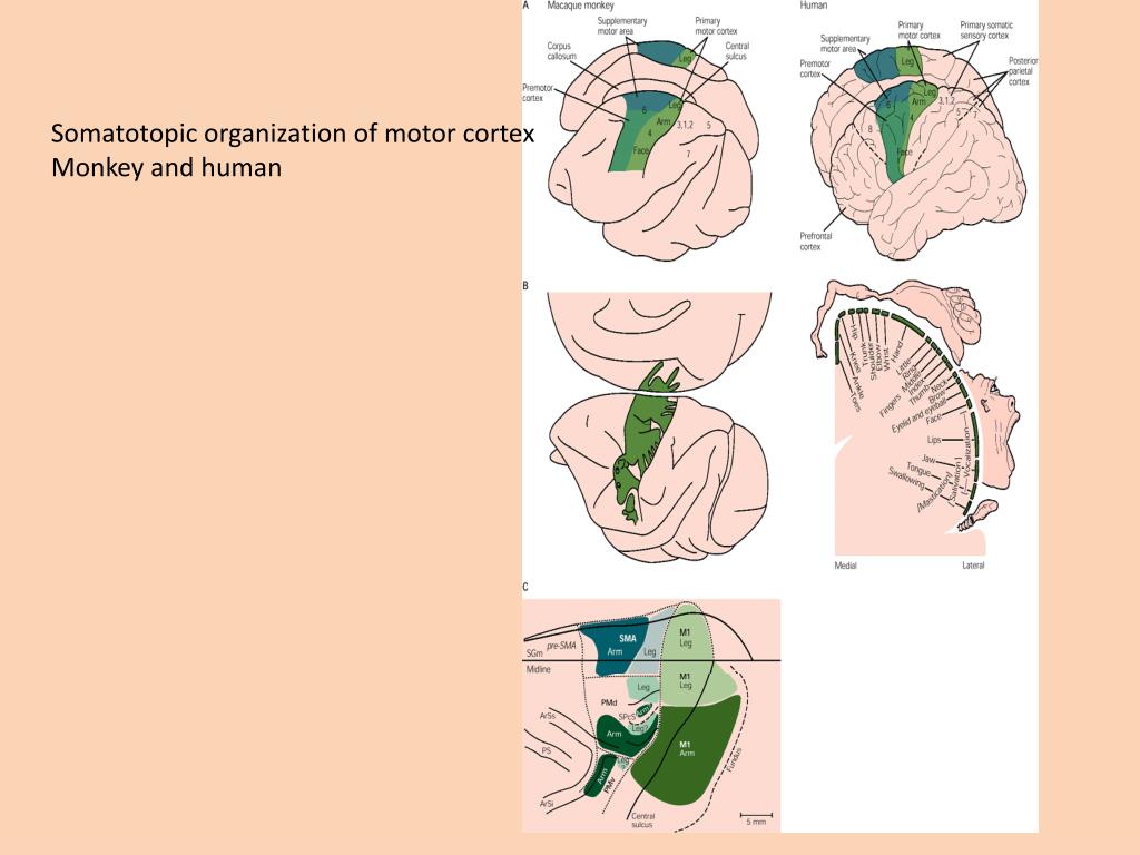 PPT - Motor Cortex, Cerebellum, Basal Ganglia Kandel et al Chs 38, 42 ...