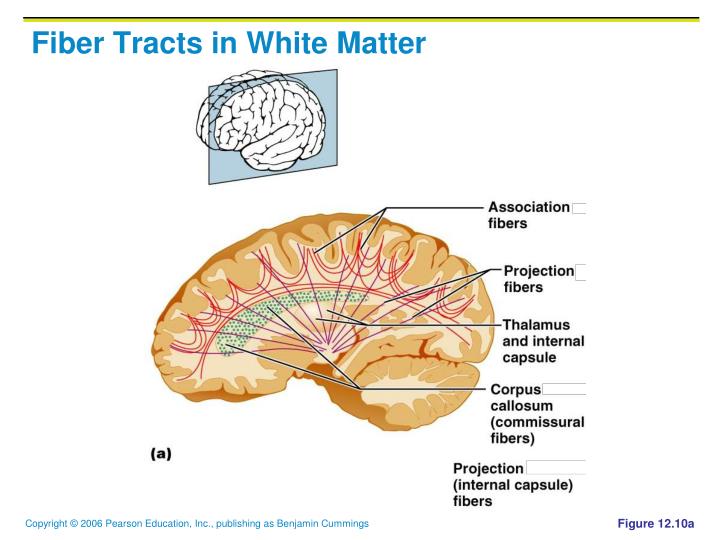 PPT - Brain – Short Version PowerPoint Presentation - ID:2263737