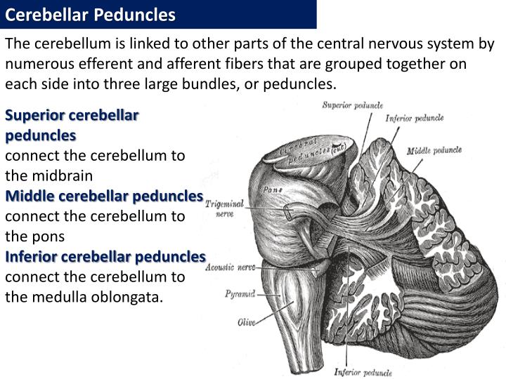 PPT - CEREBELLUM PowerPoint Presentation - ID:2263806