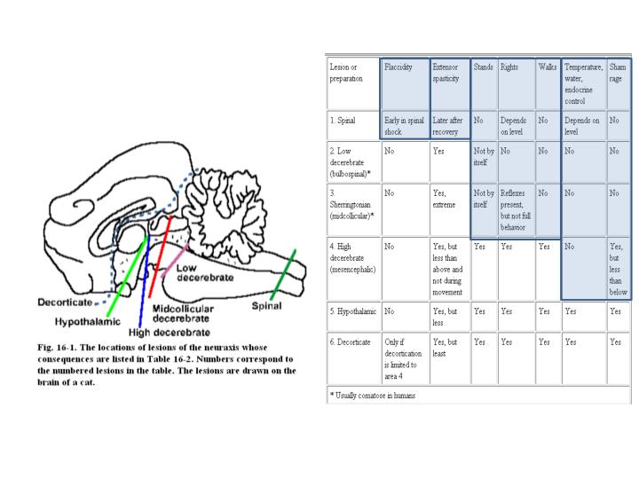 PPT - Pyramidal and extrapyramidal tracts PowerPoint Presentation - ID ...