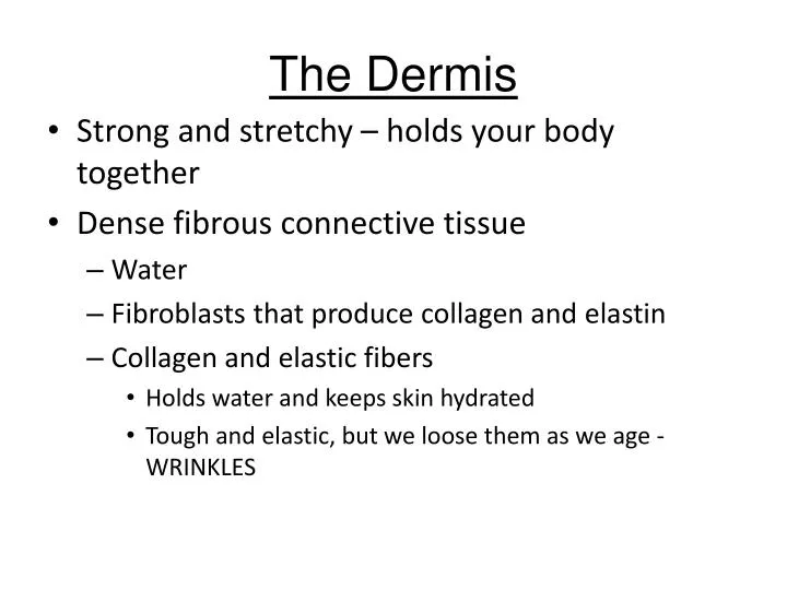 PPT - The Dermis PowerPoint Presentation, free download - ID:2263820