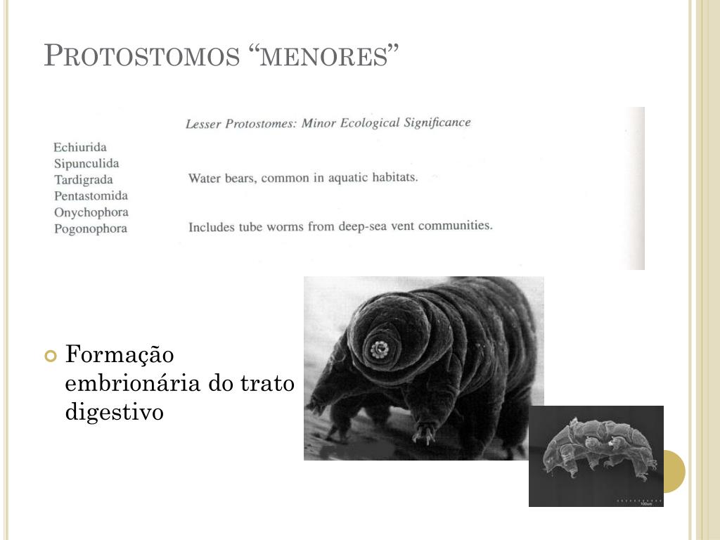 PPT - REINO ANIMALIA PowerPoint Presentation, free download - ID:2263938
