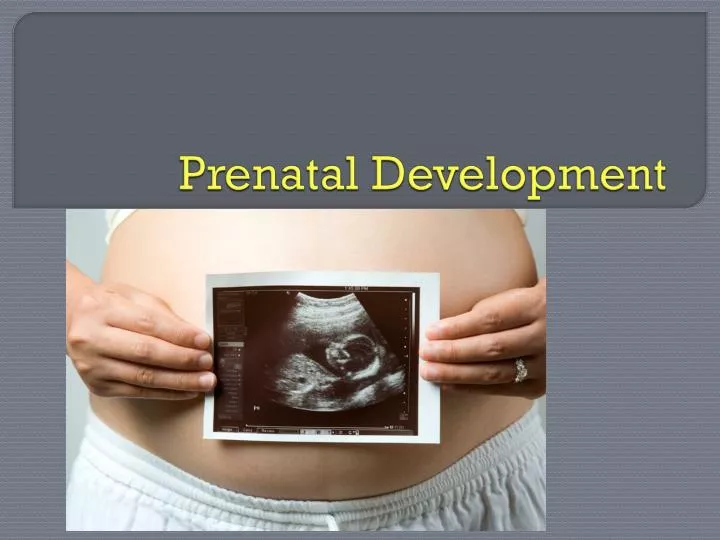 PPT - Prenatal Development PowerPoint Presentation, free download - ID ...