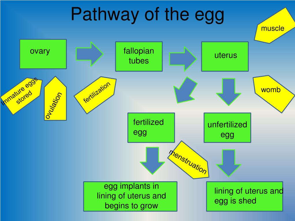 PPT - Male and Female Reproductive System video: Life's Greatest ...