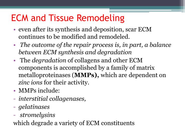 PPT - Angiogenesis PowerPoint Presentation - ID:2263996