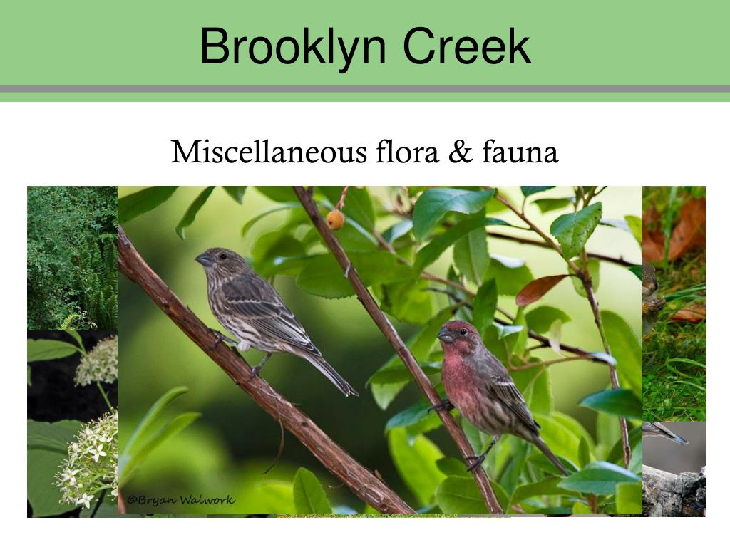 PPT - A Chemical and Microbiological Assessment of Brooklyn Creek ...
