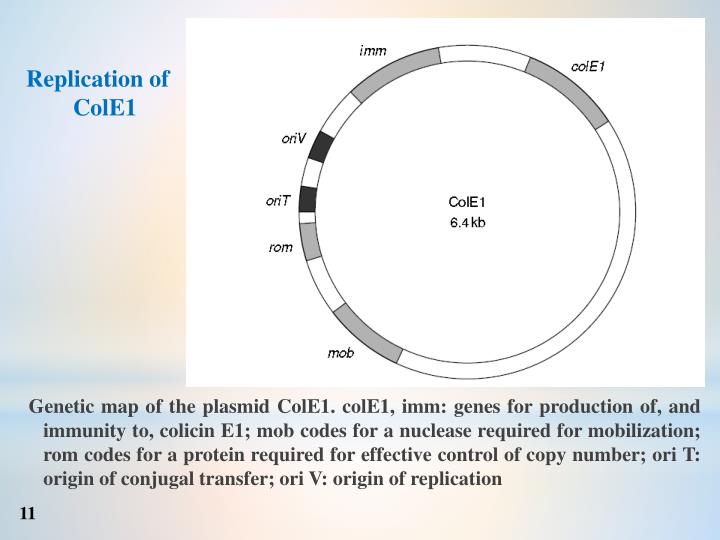 PPT - Plasmids PowerPoint Presentation - ID:2264168