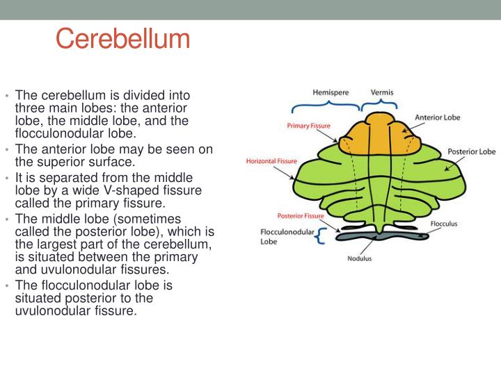 PPT - LECTURE 28- ANATOMY OF CEREBELLUM AND ITS CONNECTIONS PowerPoint ...