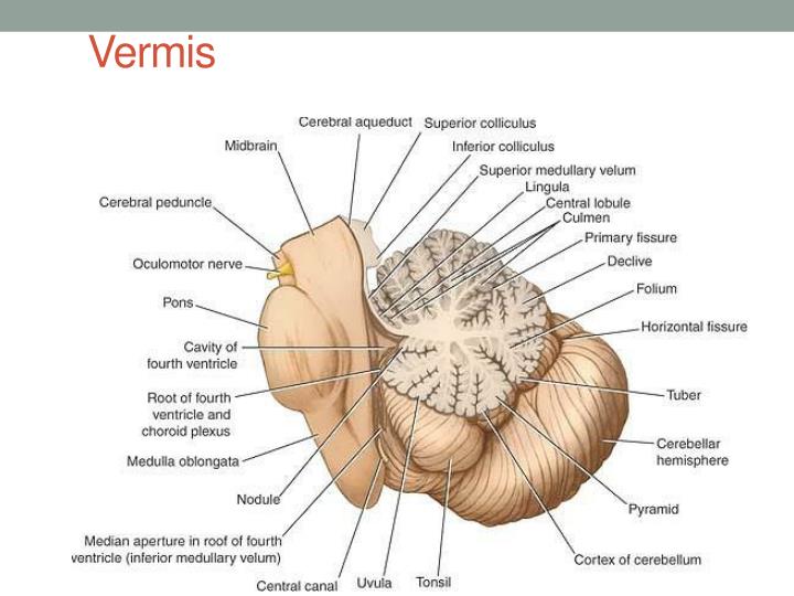 PPT - LECTURE 28- ANATOMY OF CEREBELLUM AND ITS CONNECTIONS PowerPoint Presentation - ID:2264214