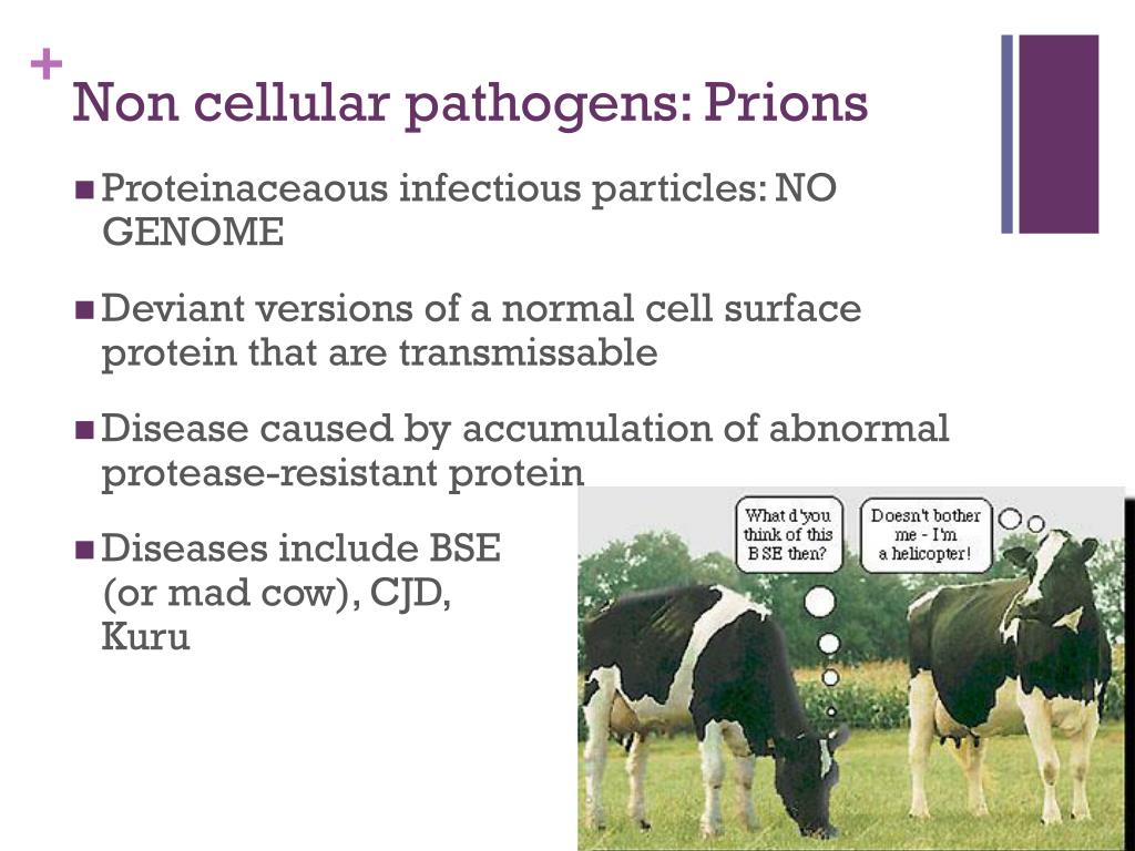 PPT - Chapter 7: Infection and disease 1 EL: To explore what a disease ...