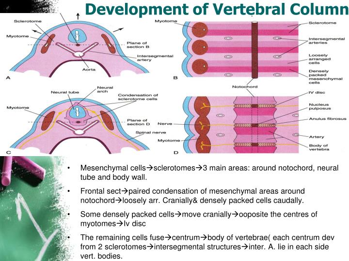 PPT - Embryology Development of Dermatomusculoskeletal System ...