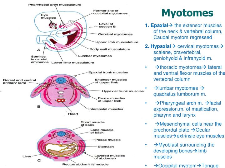 PPT - Embryology Development of Dermatomusculoskeletal System ...