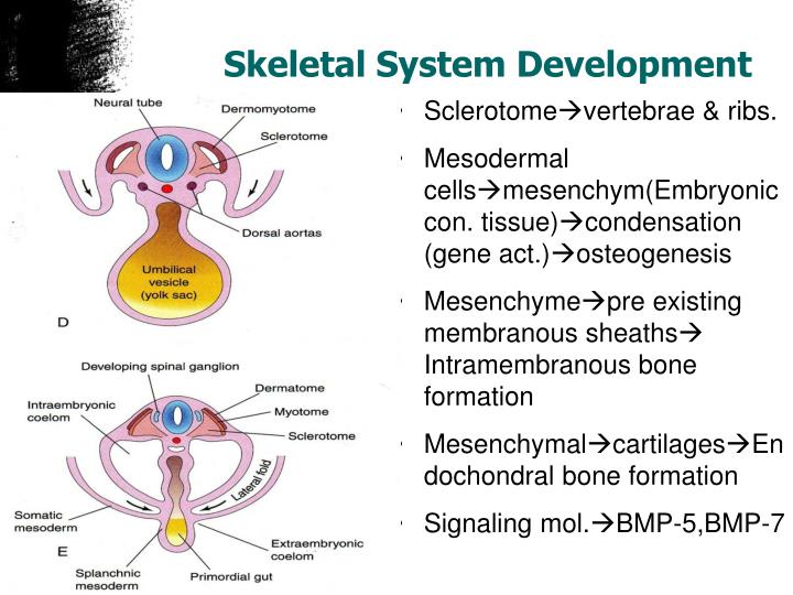 PPT - Embryology Development of Dermatomusculoskeletal System ...