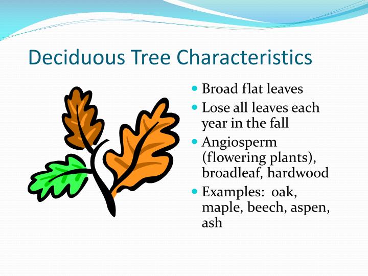 PPT - Dendrology PowerPoint Presentation - ID:2264783